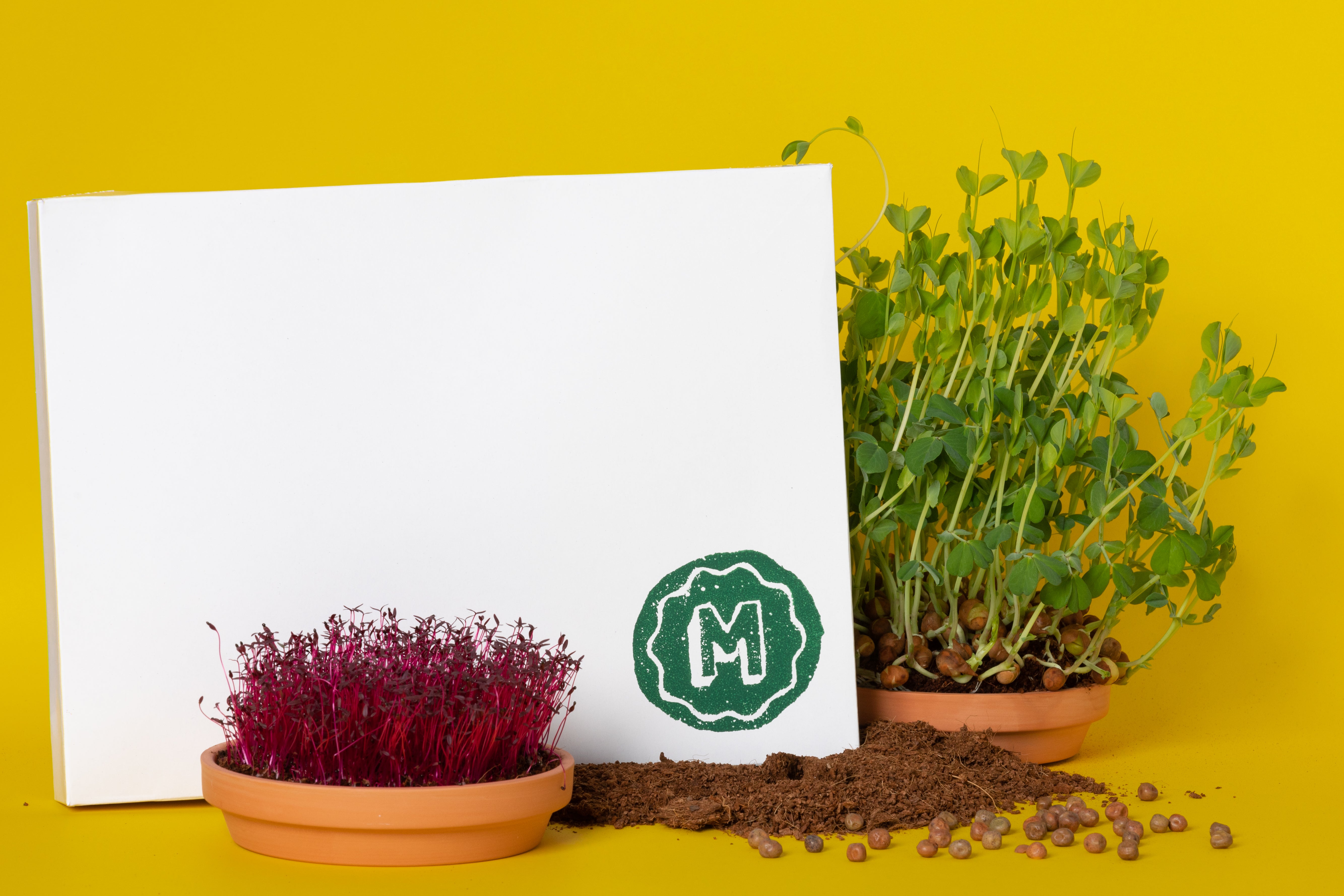 GreenShoots Microgreen Starter Kit (2-Seed Kit) – Lively